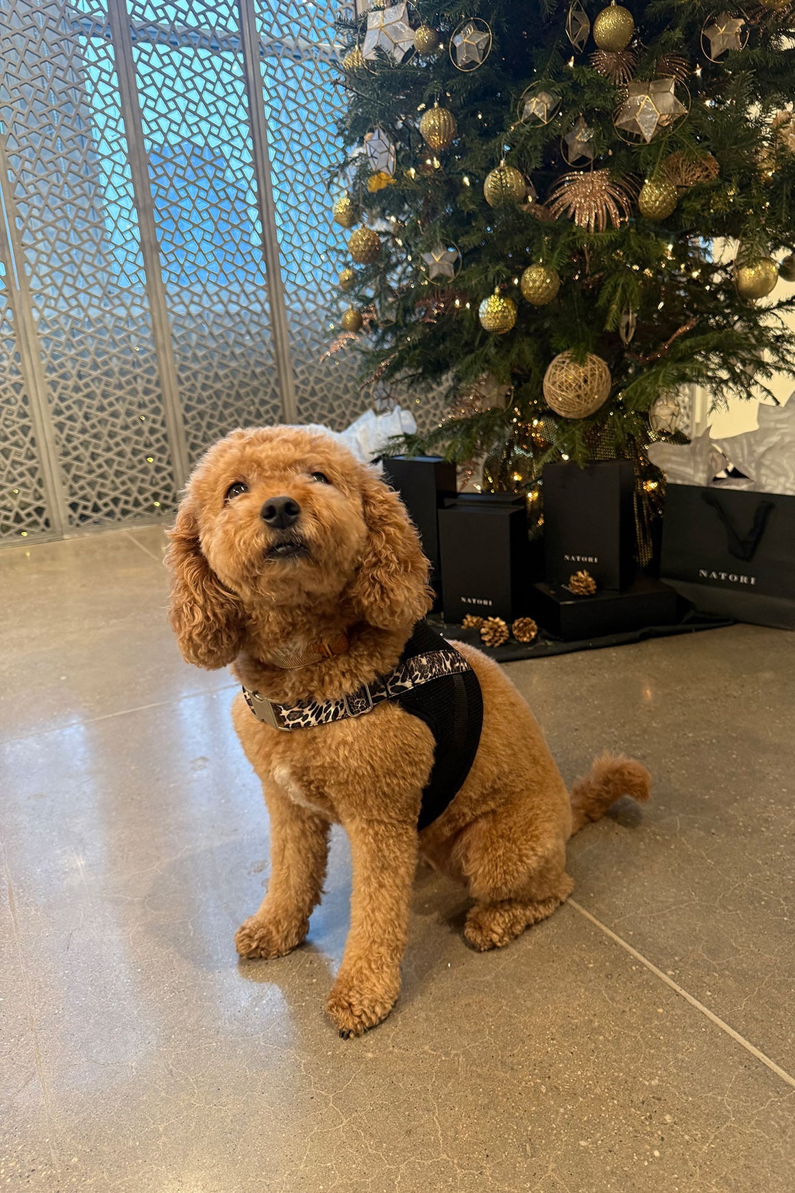 Luxe Leopard Dog Harness