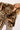 Buy Luxe Leopard Robe in Chestnut Online | NATORI